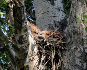 Rotmilan – MICHELS NATURSCHUTZ HOMEPAGE